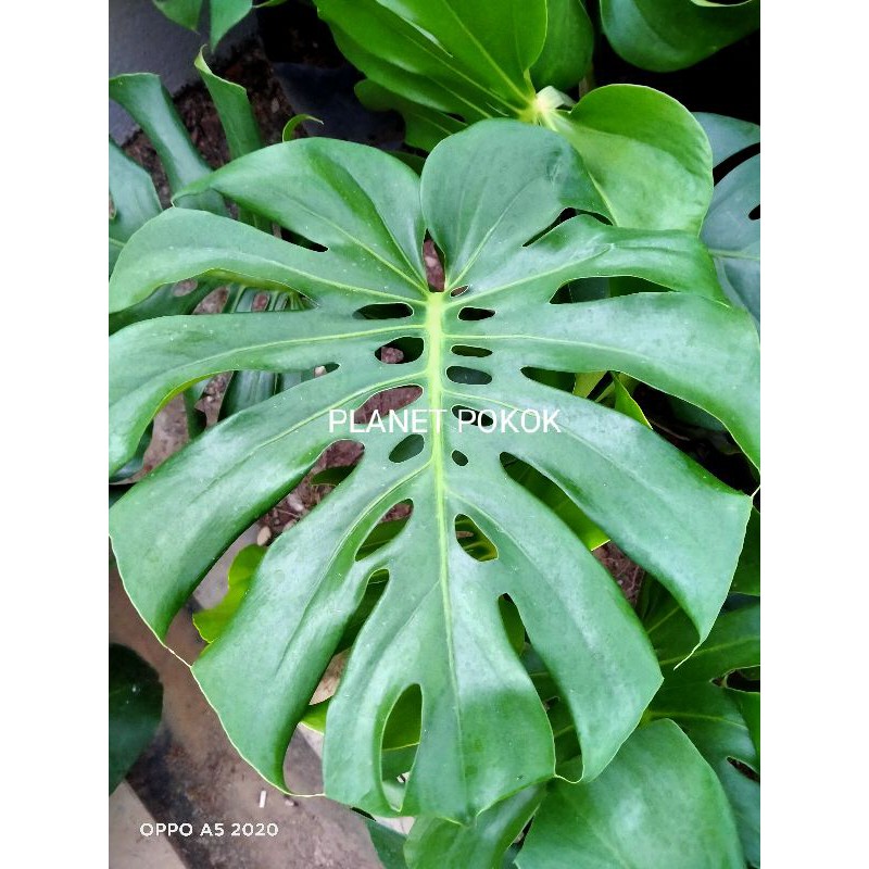 Monstera Deliciosa (real plant) | Shopee Malaysia