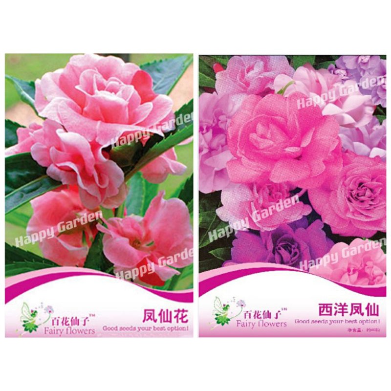 Bunga Keembong Biji Benih Impatiens Balsamina Balsam Flower Seeds 凤仙花种子 ...