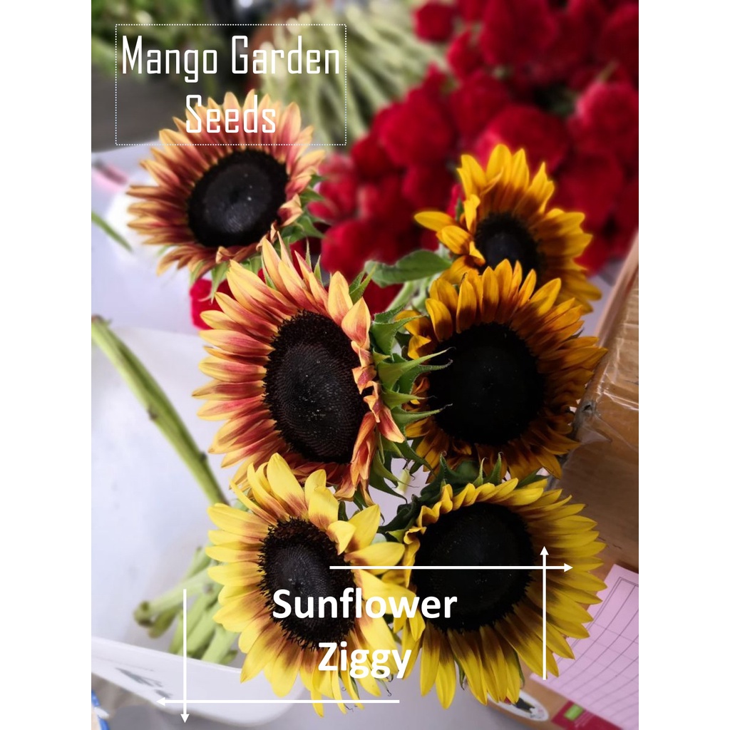 Ziggy Sunflower Seeds - 10 Seed *Pot Friendly* Tanam Pasu, Bicolour ...