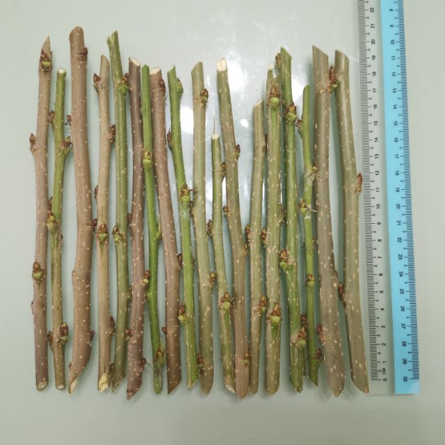 [READY STOCK] 😍Keratan batang pokok malberi/ mulberry keratan 😱 stock ...