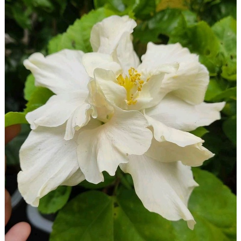 Part 4/6 : Pokok Bunga Raya Hibiscus Rose Of Sharon Lavender Chiffon ...