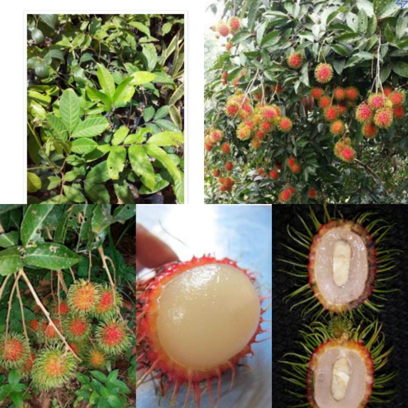 Anak Benih Pokok Rambutan Jarum Emas Hybrid | Shopee Malaysia
