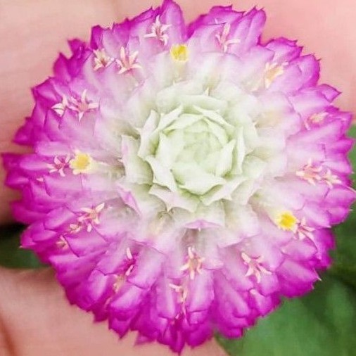 sekuntum (50/60)pcs benih bunga butang bicolor flower gomphrena globosa ...