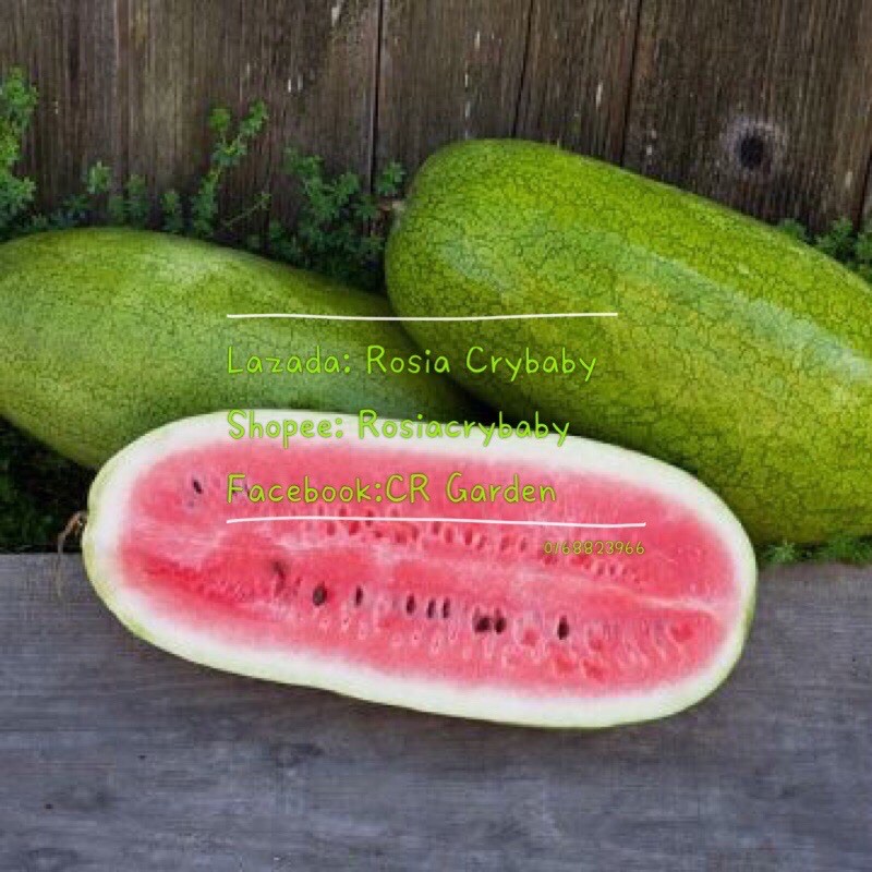Ali watermelon 2 seeds 阿里西瓜2粒 | Shopee Malaysia