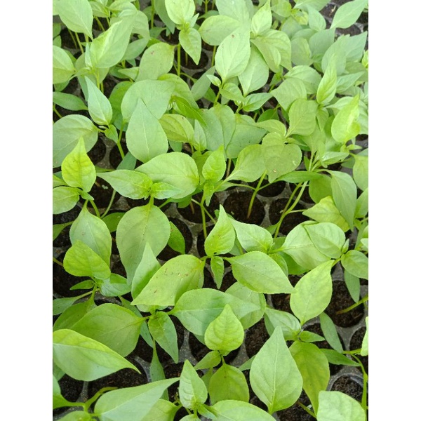 anak pokok cili besar @ lada besar. RM5 Sepokok. | Shopee Malaysia