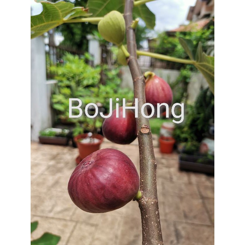 Pokok Tin / Fig tree / BoJiHong / Tut | Shopee Malaysia