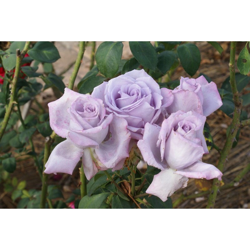 ROS THAI POLY SPECIAL TAHAN PANAS ID BLUE MOON(warna purple pudar) | Shopee Malaysia