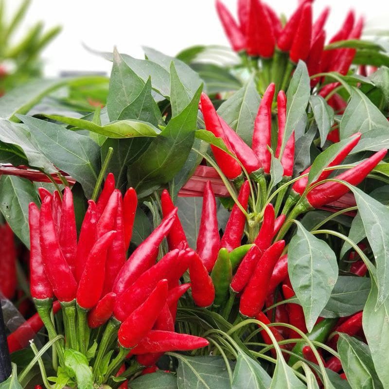 20biji cili padi benih Pepper planting Chaotian pepper seedsLada ...