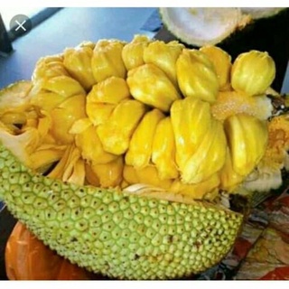 Anak Pokok Cempedak Nangka Hybrid/Pokok Cempedak Nangka | Shopee Malaysia