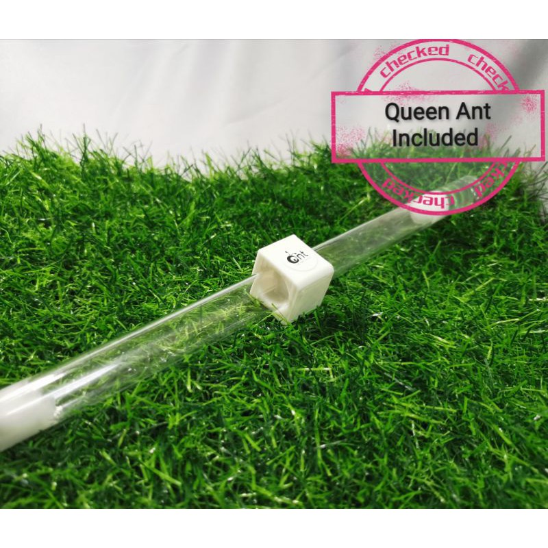 Ant Farm + Queen - The Incubator (Test Tube Series) | The Starting Of A ...