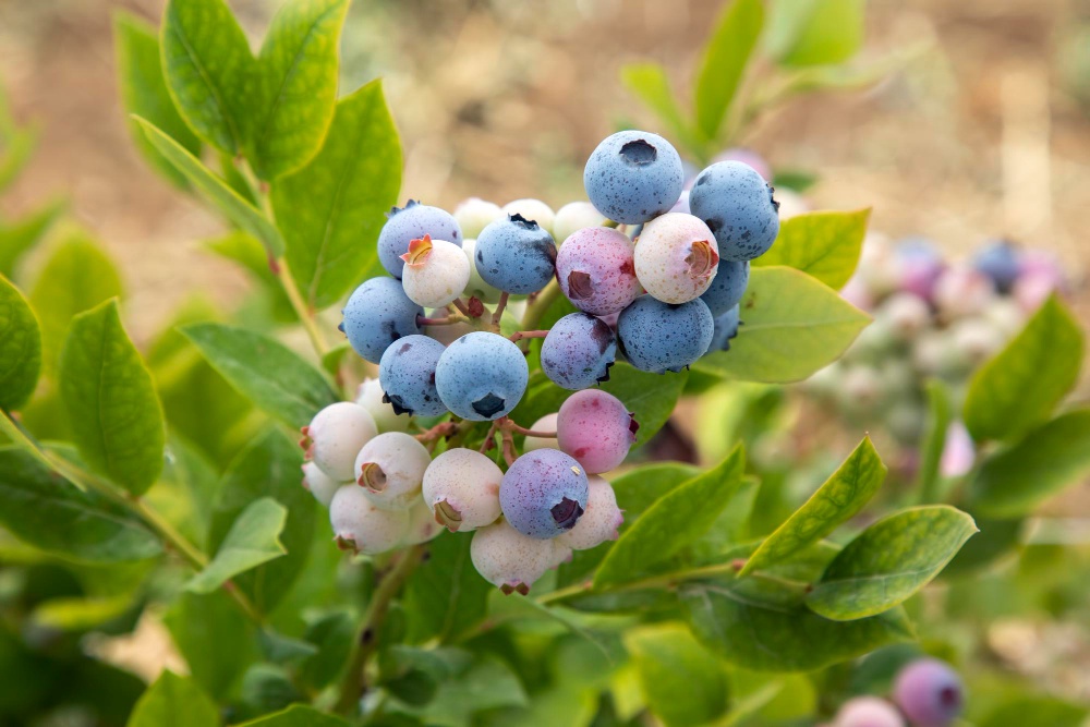 Blueberry 蓝莓种子 Biji Benih Fruit Buah Berry Biru Buahan Seed Plant 25pcs ...