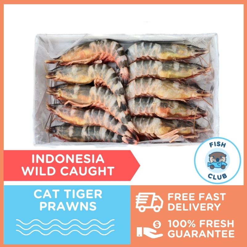 Cat Tiger Prawn / Udang Harimau Kucing (Indo Wild) 300g | Shopee Malaysia
