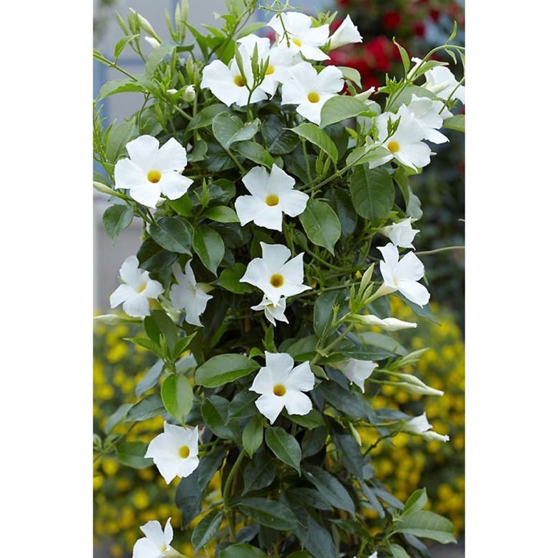 Pokok Bunga Mandevilla Putih / White Creeping Mandevilla | Shopee Malaysia