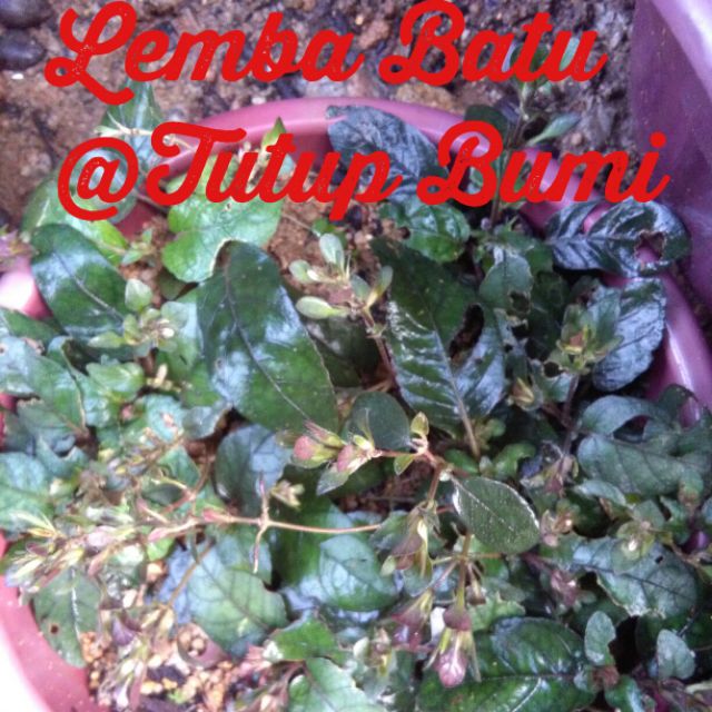 Pokok Lemba Batu, pokok tutup bumi, Herba Khas untuk lelaki, merawat ...