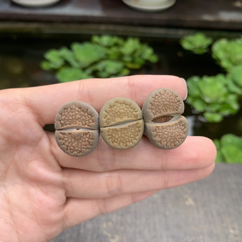 Lithops Hallii lithops live plant succulent living stone 巴厘玉 屁股花 生石花 ...