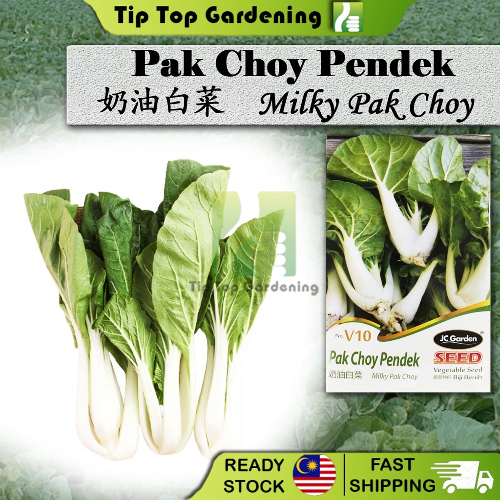V10 MILKY PAK CHOY JC GARDEN VEGETABLE SEED BIJI BENIH PAK CHOY PENDEK ...