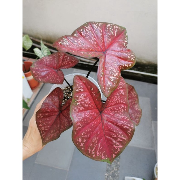 Caladium Keladi Hybrid | Shopee Malaysia