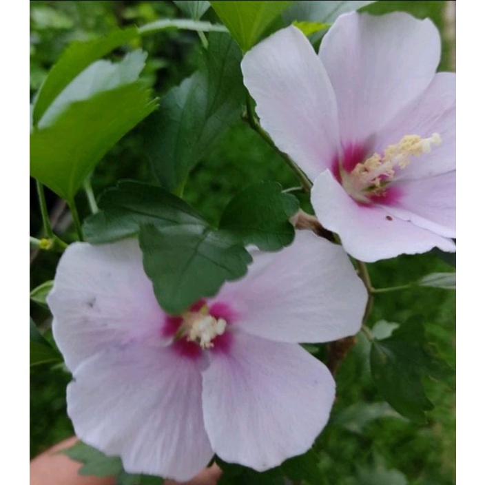 Part 4/6 : Pokok Bunga Raya Hibiscus Rose Of Sharon Lavender Chiffon ...