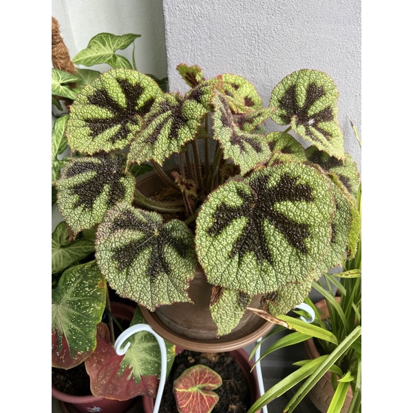 Begonia @ Asam batu dalam pasu | Shopee Malaysia