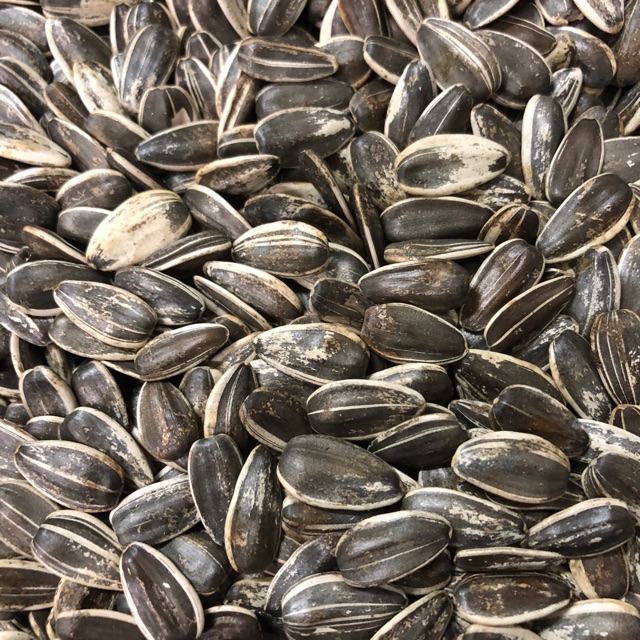 Sun flower seed 500g gua zi 瓜子 parrot sugar glider hamster small animal ...