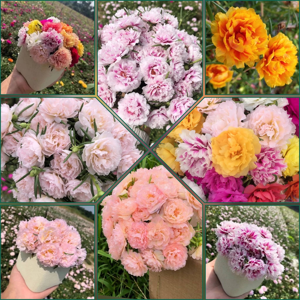 Keratan Bunga Rose Jepun Rose Flowers 🌸 Japanese Rose cuttings 🌺 Bunga ...