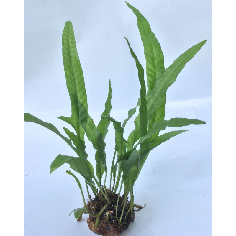 Live Plants - On Wood Microsorium pteropus var Narrow / Needle | Shopee ...