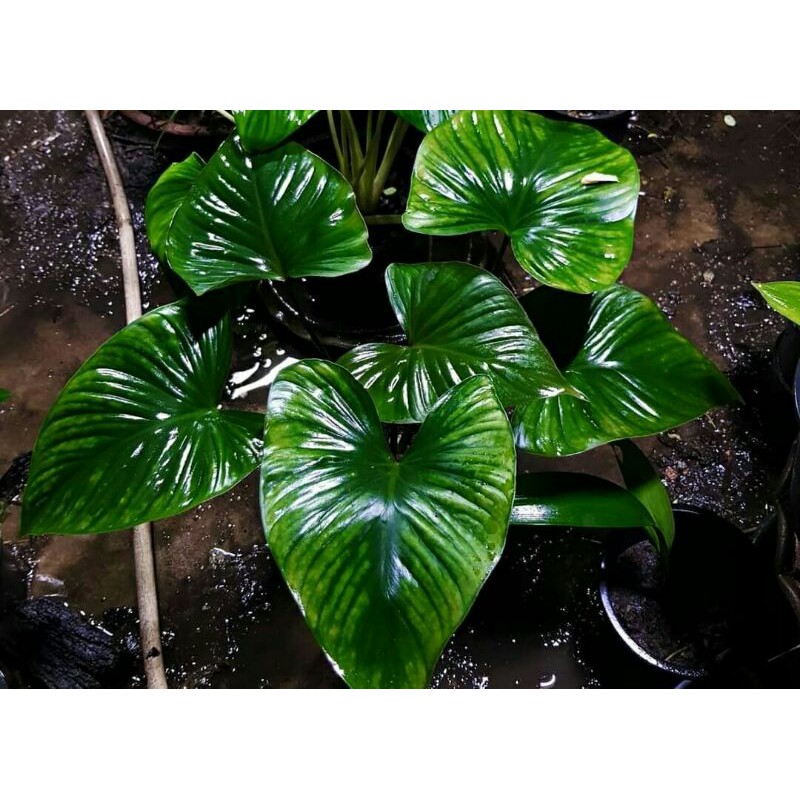 Keladi Kemoyang saiz besar | Shopee Malaysia