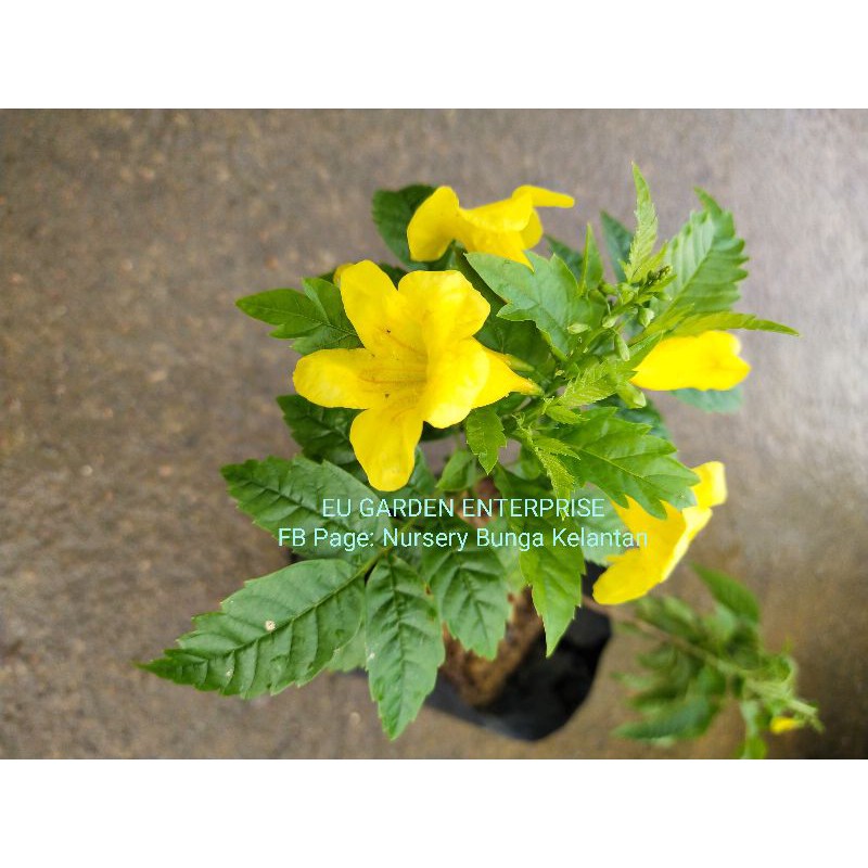 Pokok Bunga Tecoma / Teko Mas ( Trumpet Flower ) | Shopee Malaysia