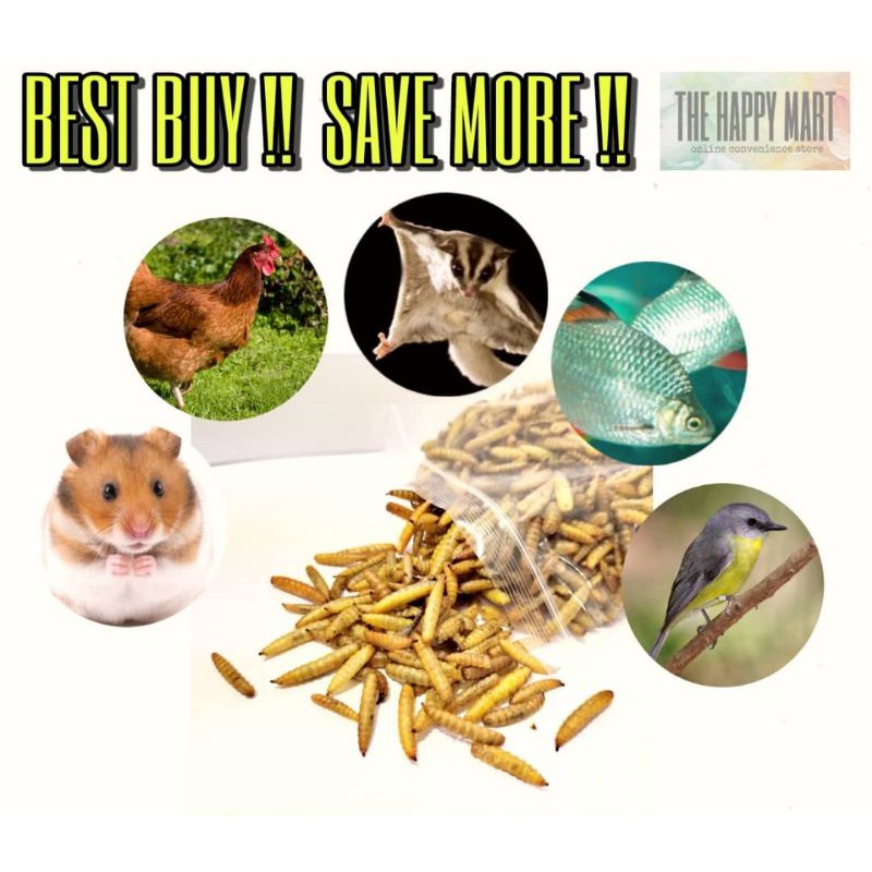 Black Soldier Fly Larvae (BSF) Larvae / Larva Makanan Binatang ...