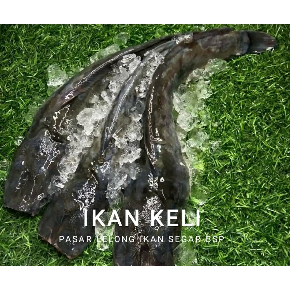 Ikan Keli / Cat fish | Shopee Malaysia