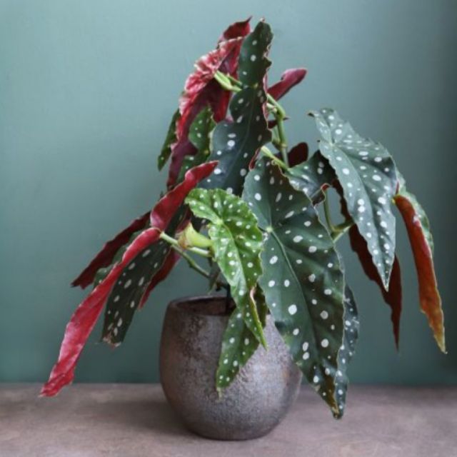 Pokok Begonia Maculata ( Indoor Plants) | Shopee Malaysia