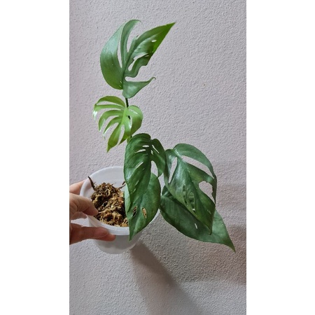 Epipremnum Pinnatum Cebu Blue & Aurea # Monstera Adansonii Narrow From ...