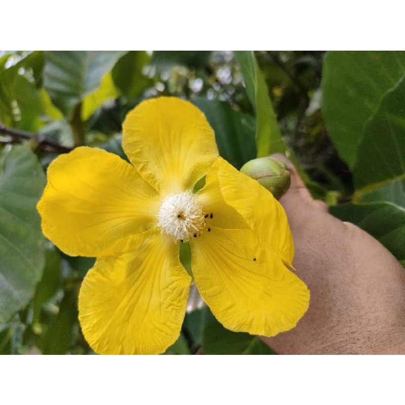 Flower Cutting Yellow Bunga Simpur dillenia suffruticosa | Shopee Malaysia