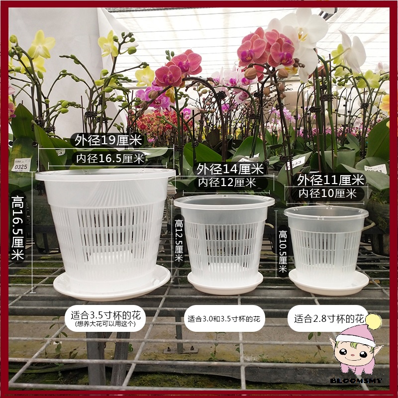 *BloomsMY* Upgraded Breathable Orchid Pot (Free Saucer, Pelapik Percuma ...