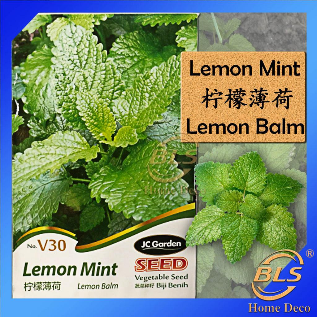 V30 LEMON BALM JC GARDEN VEGETABLE SEED BIJI BENIH LEMON MINT 柠檬薄荷种子 ...