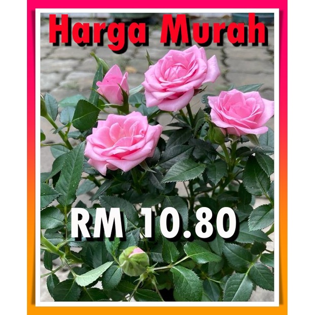 Anak Pokok Bunga Ros💖Pokok Ros💖Cameron Rose Pot 💖Denmark Branded💖Rose ...