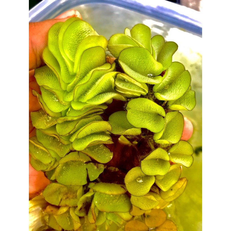 salvinia auriculata (lumut ,rumpai air/pokok kiambang air) | Shopee ...