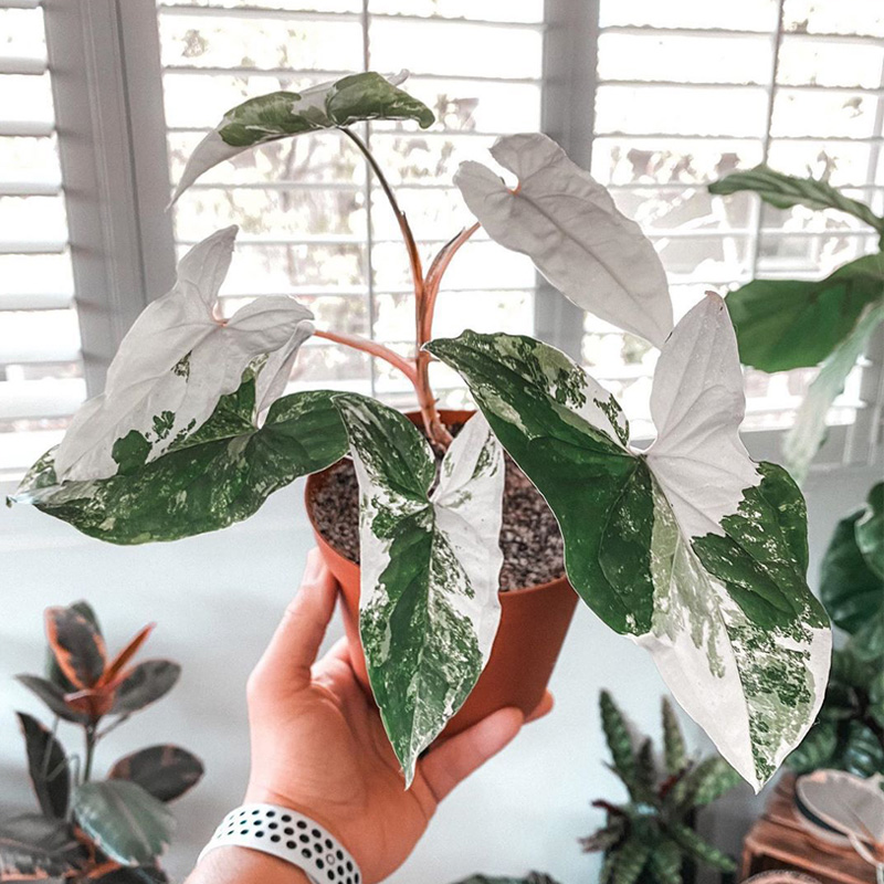 White Jinhe fruit taro color seed leaf taro red pink beauty green ...