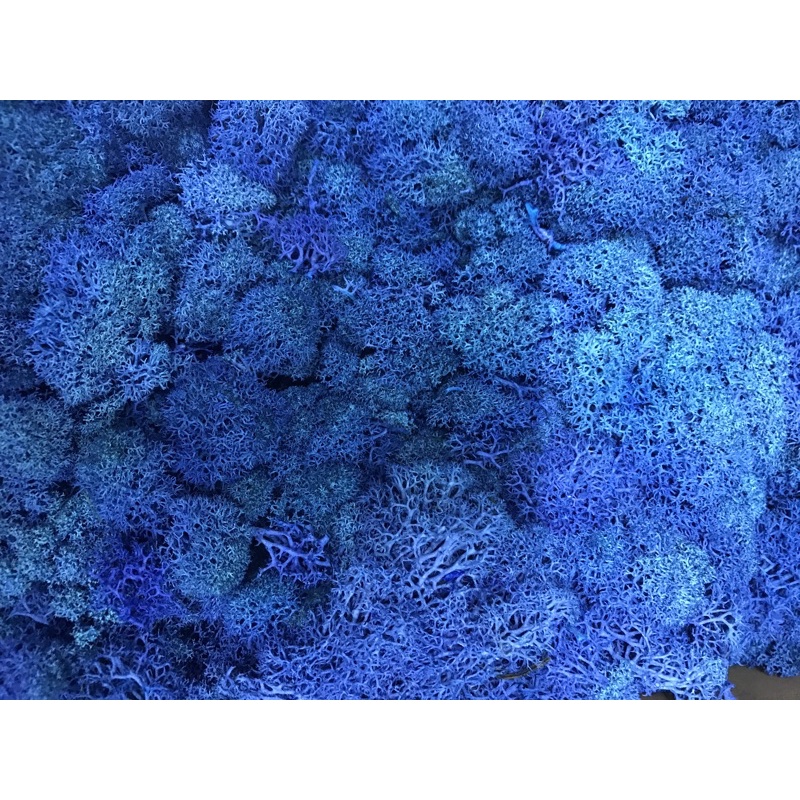 Preserved moss 5/10g 永生苔藓 preserved real natural moss for decoration ...