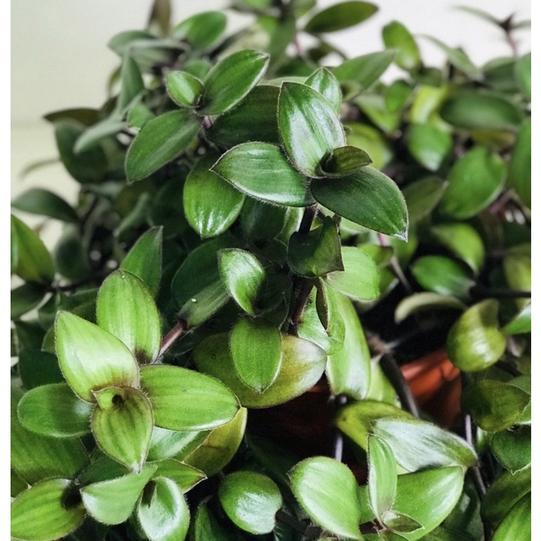 Keratan Pokok Telinga Kera /Tradescantia Albiflora / Tradescantia ...