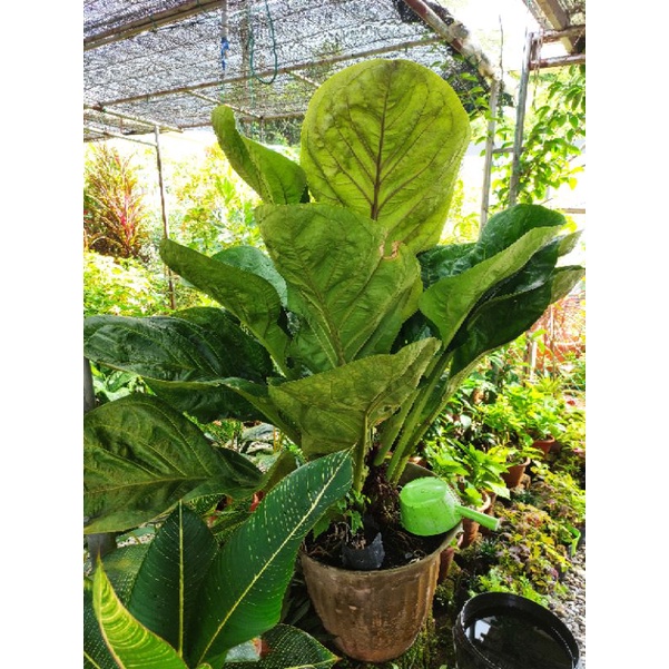 Anthurium Jungle Bush Fatboy plant anak pokok Kayangan exotic rare ...