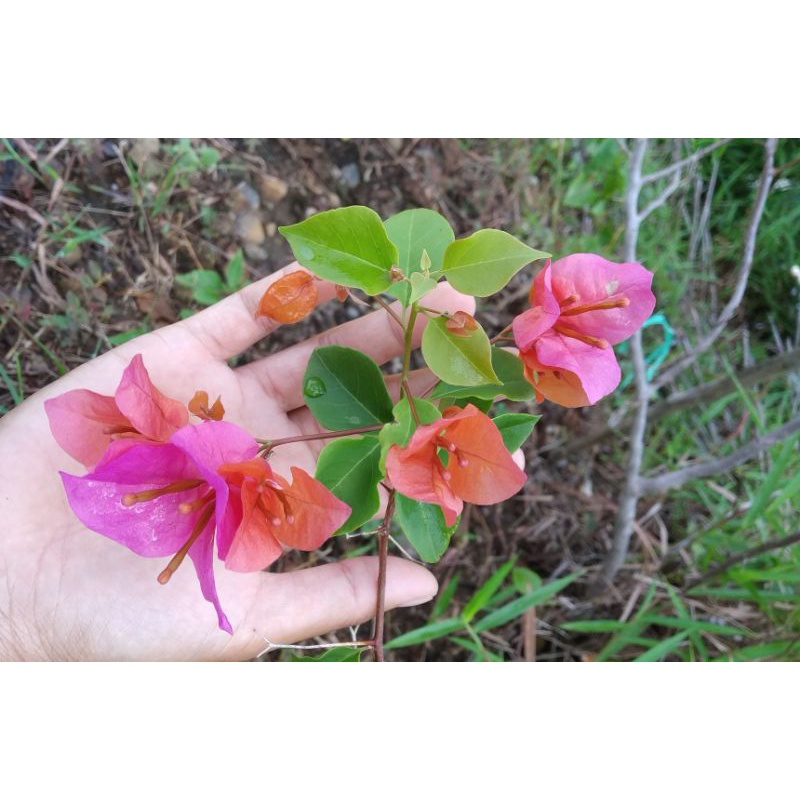keratan bunga kertas orange pink (RM3 4 KERATAN HALUS) | Shopee Malaysia