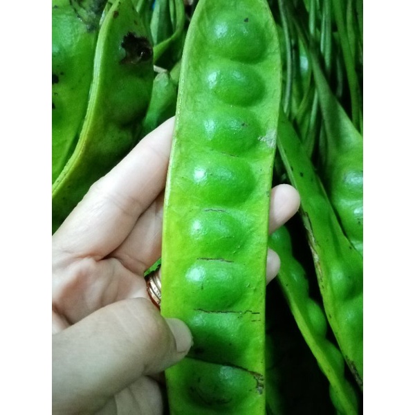 PETAI PADI fresh dari pokok | Shopee Malaysia