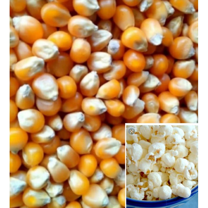 Biji bertih jagung popcorn mentah 500g | Shopee Malaysia