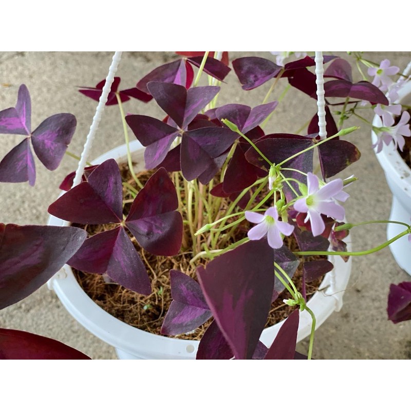 Purple Shamrock / pokok rama rama | Shopee Malaysia