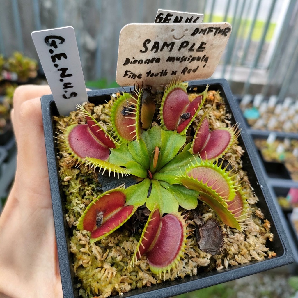 [KCPS] Fine Tooth x Red 美人齿 / Venus Flytrap / 红细牙 / 捕蝇草 / Dionaea muscipula (carnivorous plant ...