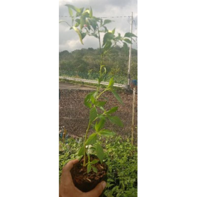 Pokok Cili Api Putih Berbuah FI HYBRID | Shopee Malaysia