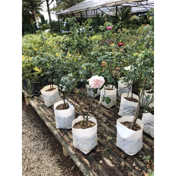 Pokok Rose Siam Berbunga (Pink, Merah, Putih, Kuning) | Shopee Malaysia