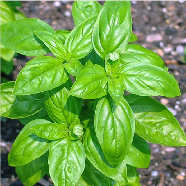 100pcs seeds Aromatic Basil RM1.10 wholesale | Shopee Malaysia
