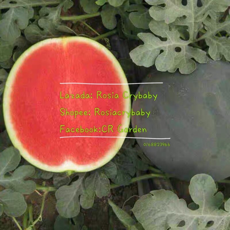 Black skin seedless watermelon , can harvest 8-10kg 5 seeds 无籽黑皮西瓜 5粒 8 ...